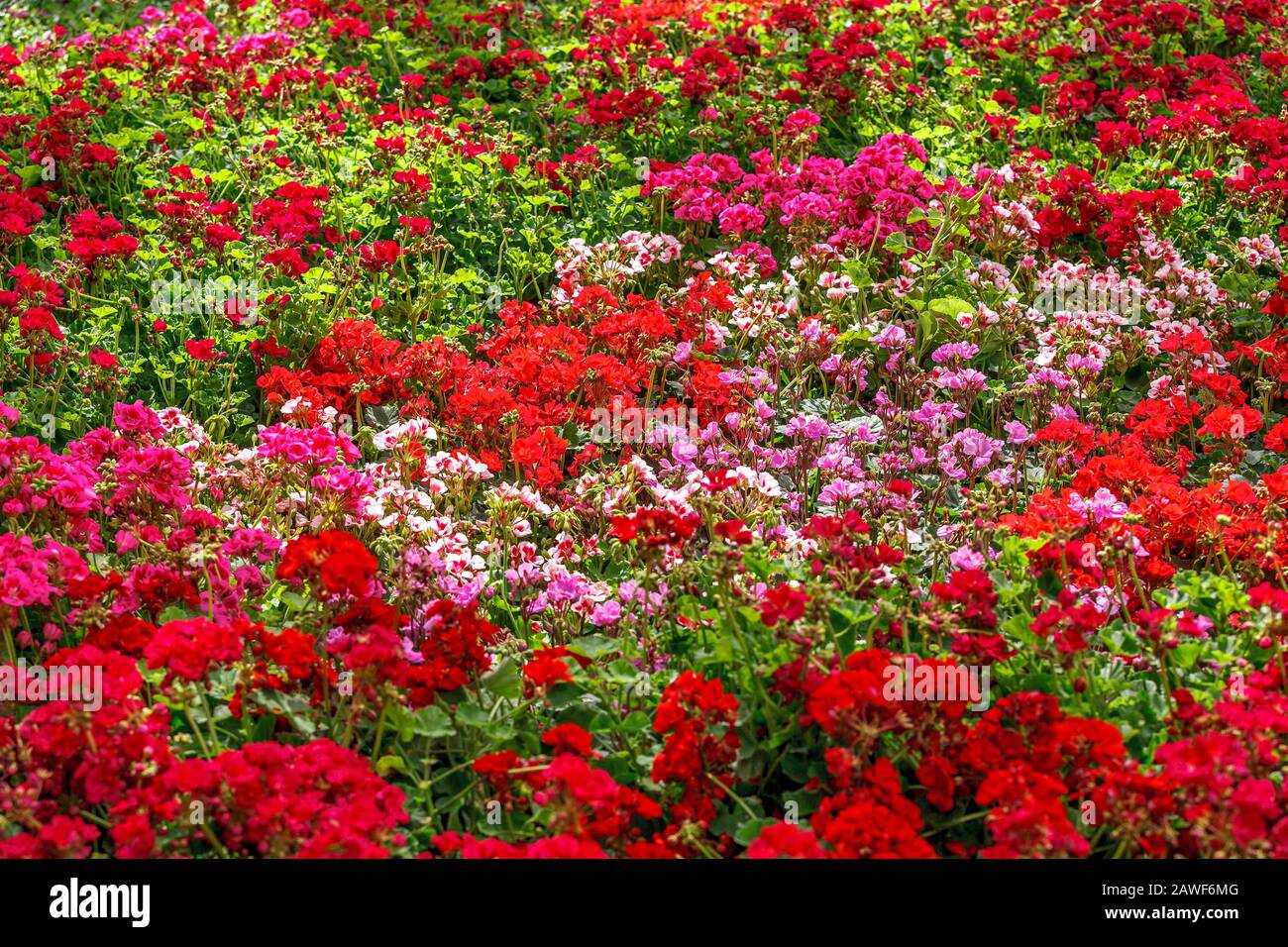 Petunia and geraniums hi-res stock photography and images - Alamy