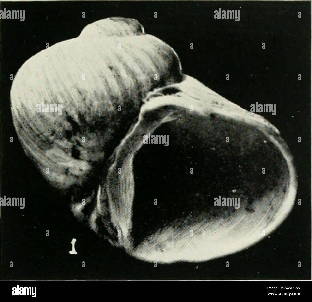 17 x 11 mm hi-res stock photography and images - Alamy