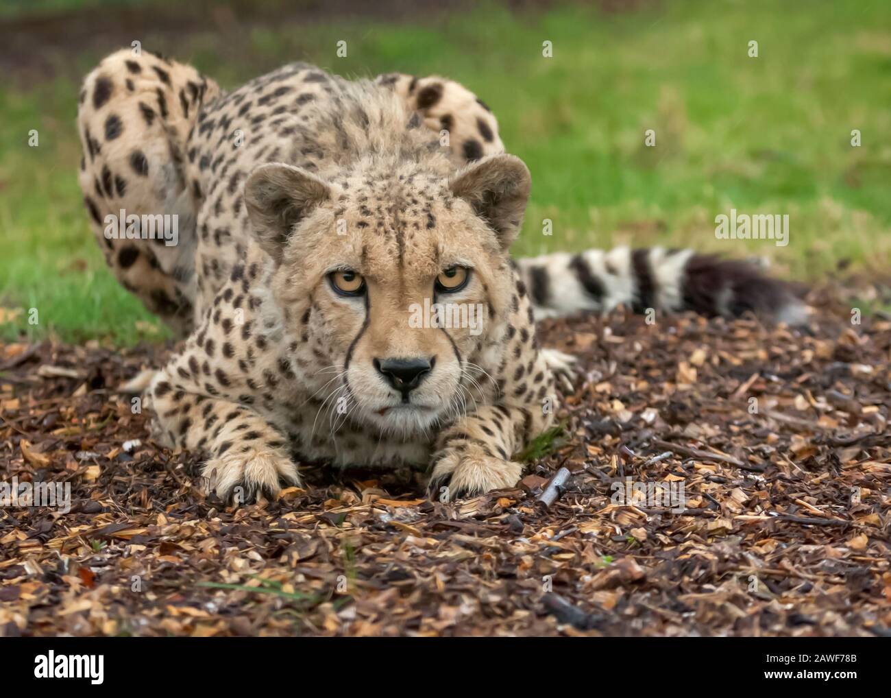Cheetah on ground Stock Photo - Alamy