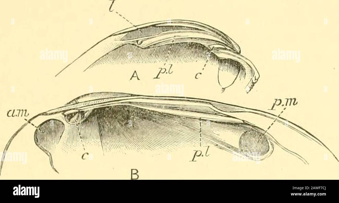 The Cambridge natural history . orresponding to the teeth in theother ...