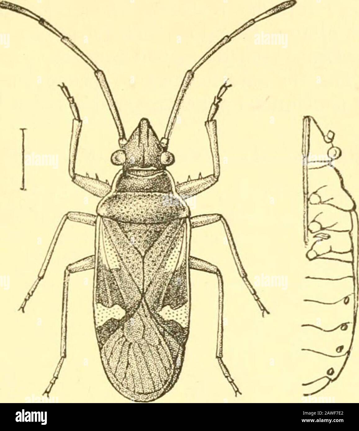 Clavus ii hi-res stock photography and images - Alamy