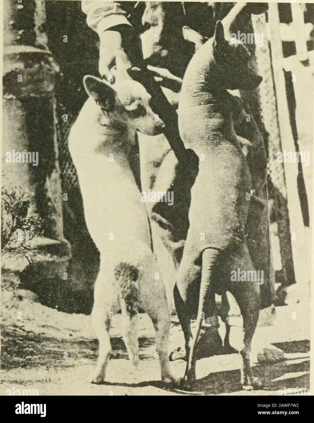 Fuegian dog hi-res stock photography and images - Alamy