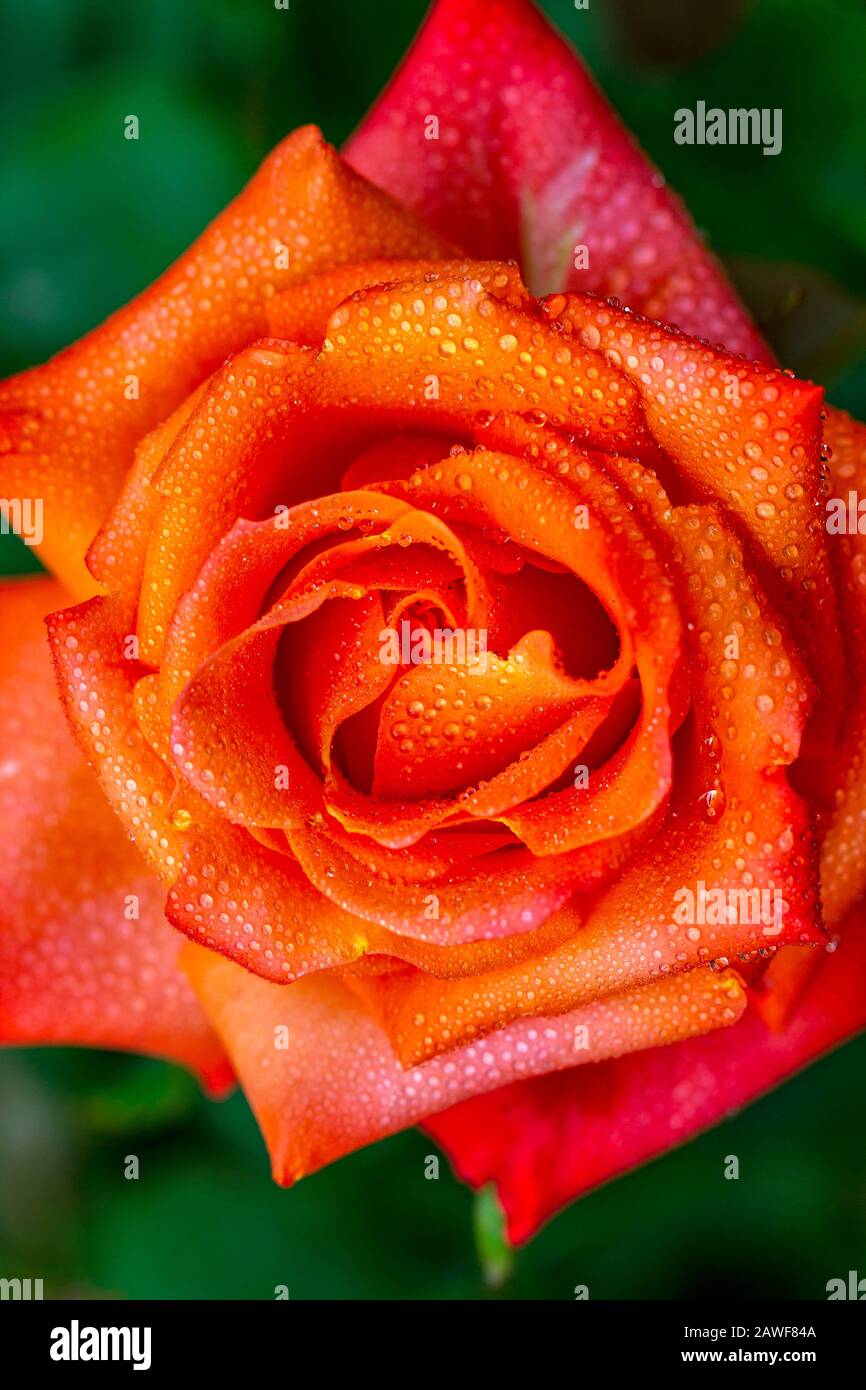 Rose water droplet hi-res stock photography and images - Alamy