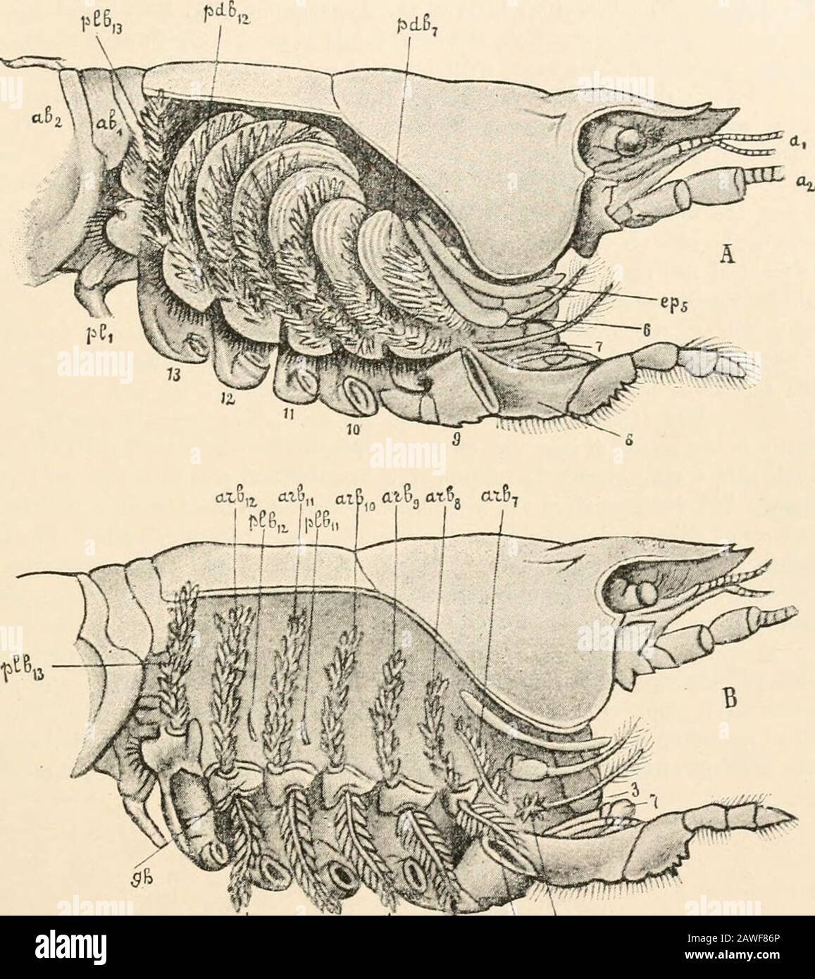Text-book of comparative anatomy . FIG. 227.—Transverse section through ...