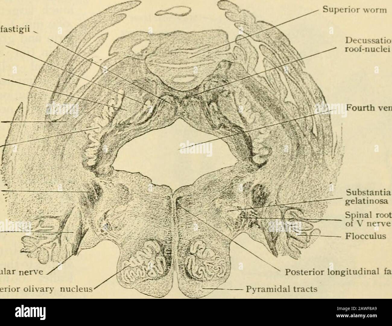 Corpus trapezoideum hi-res stock photography and images - Alamy