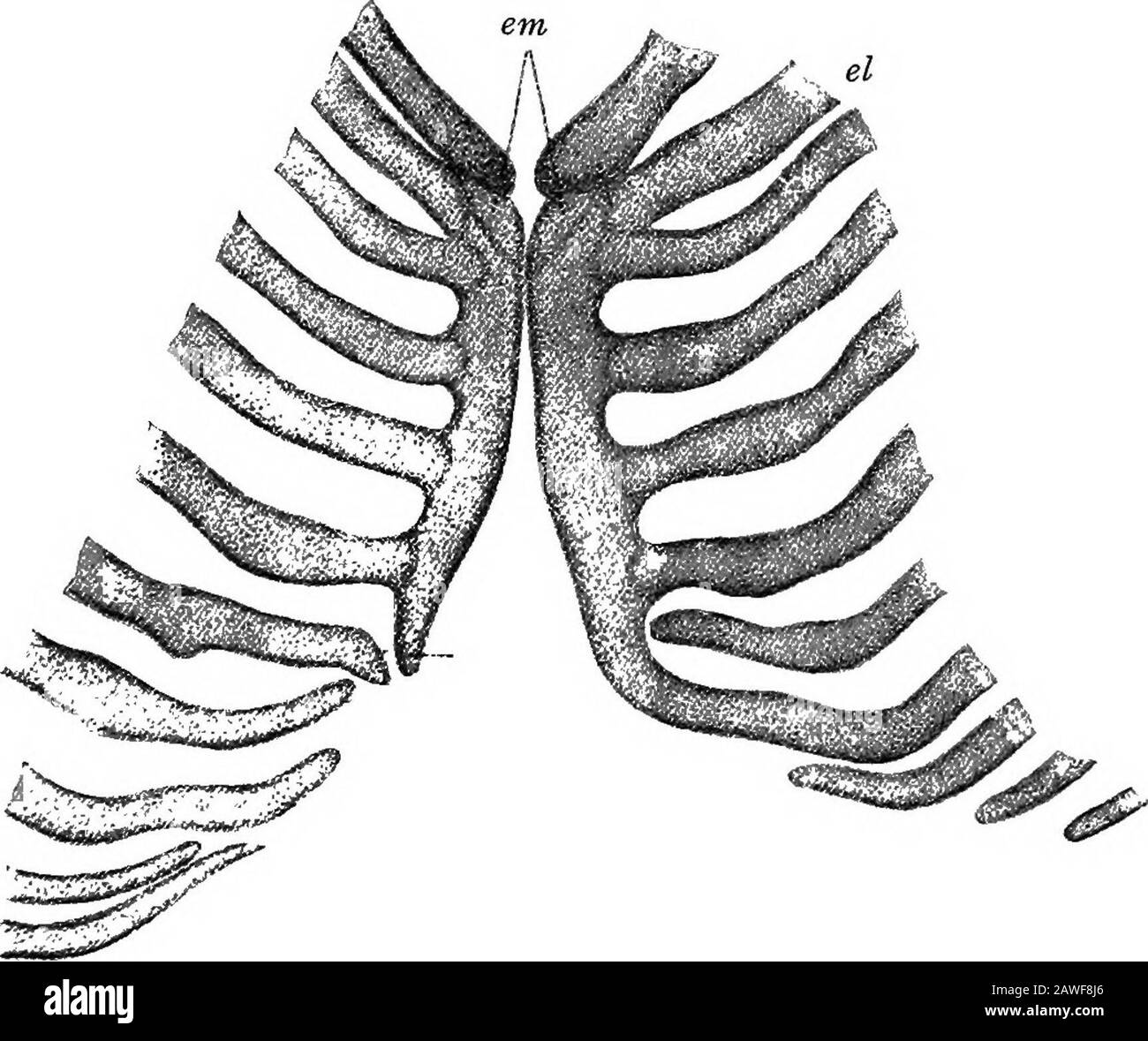 Lumbar rib Black and White Stock Photos & Images - Alamy