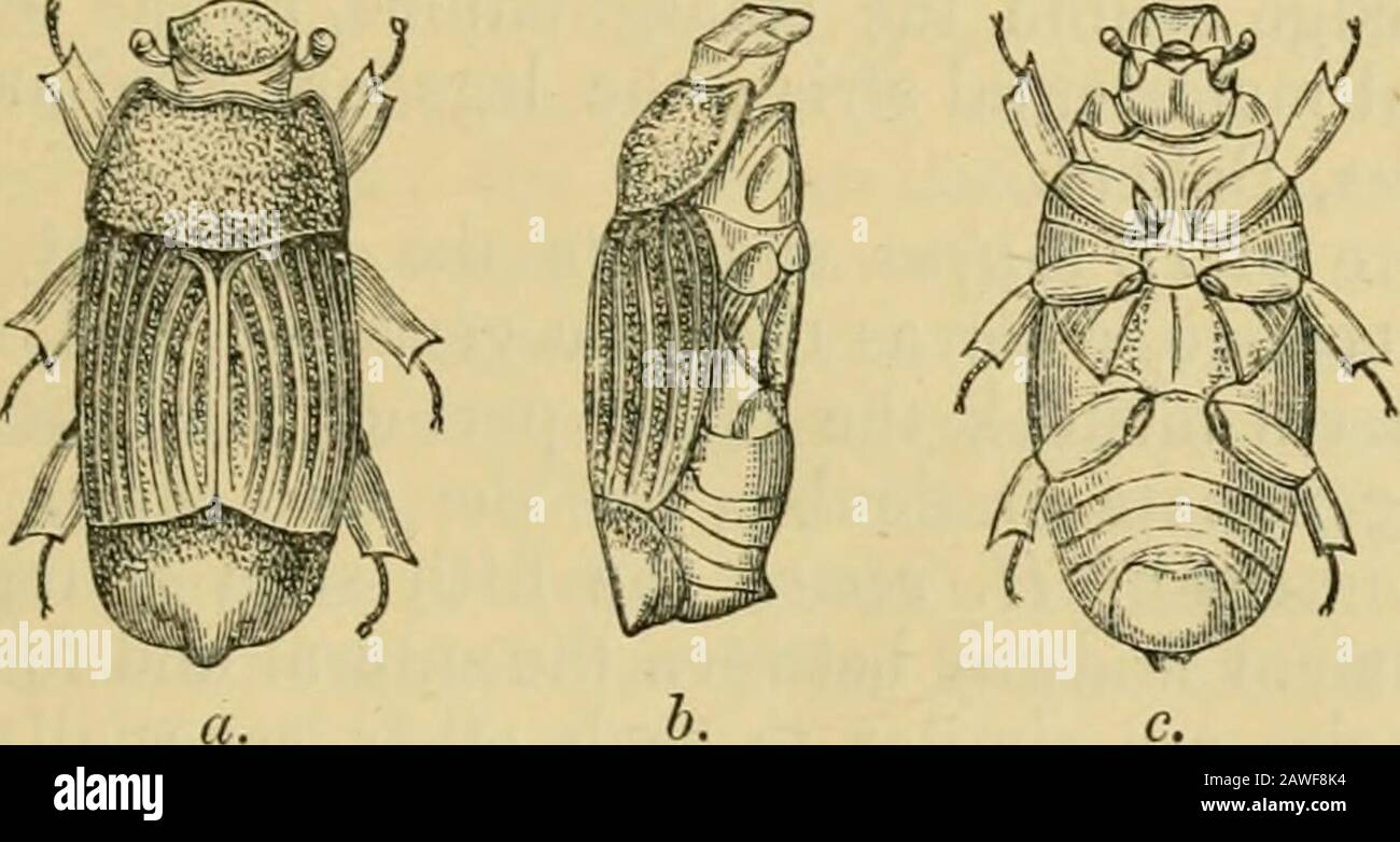 Metasternum hi-res stock photography and images - Alamy