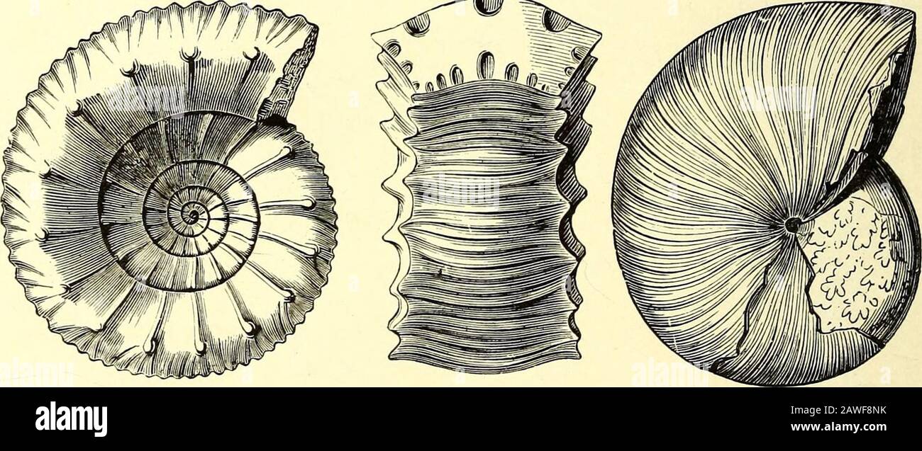Middle inferior oolite hi-res stock photography and images - Alamy