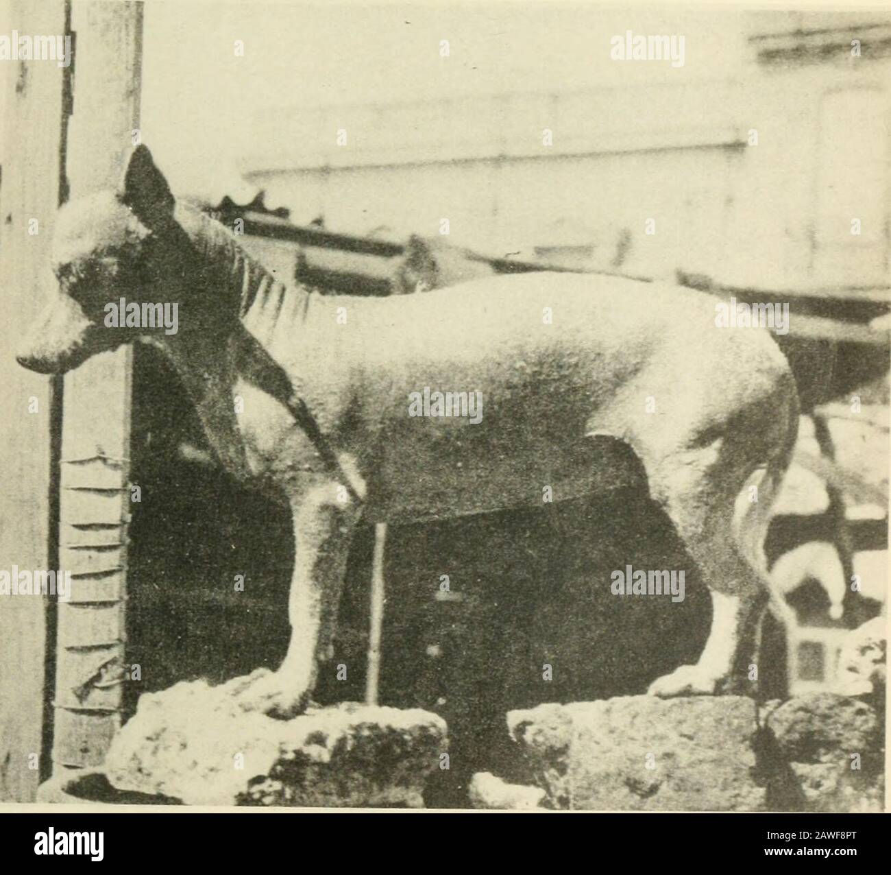 Mexican raccoon hi-res stock photography and images - Alamy