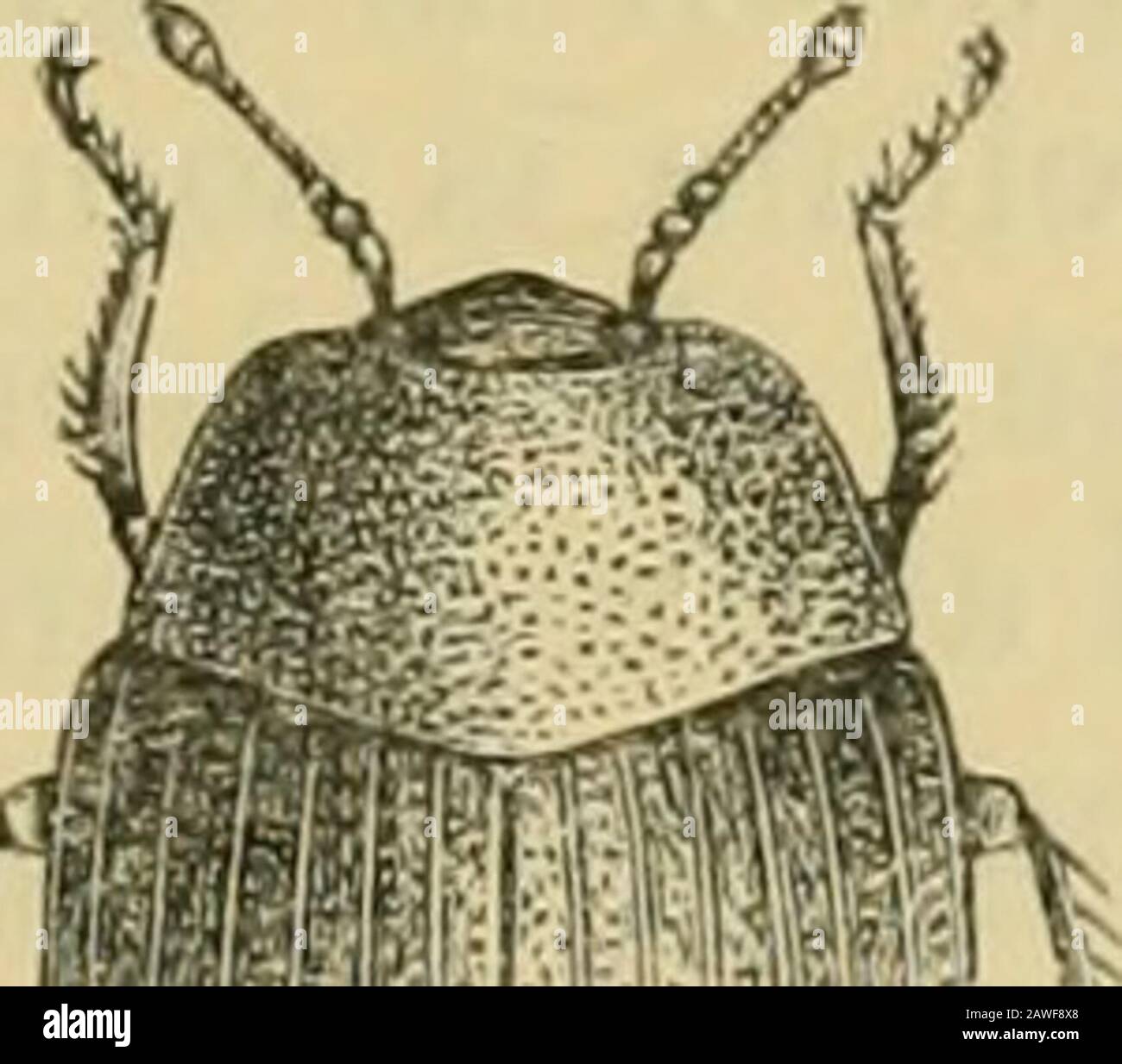 The Annals and magazine of natural history; zoology, botany, and ...