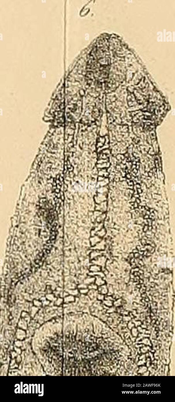 Bookidonalternationofg00stee hi-res stock photography and images - Alamy