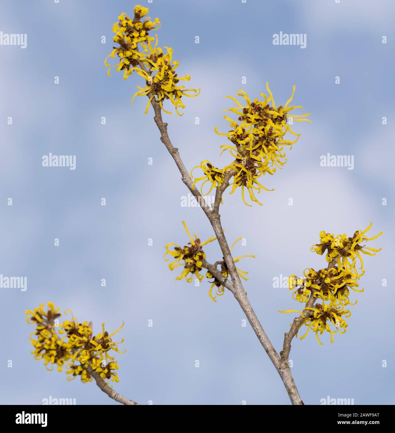 Snapping flowers hi-res stock photography and images - Alamy