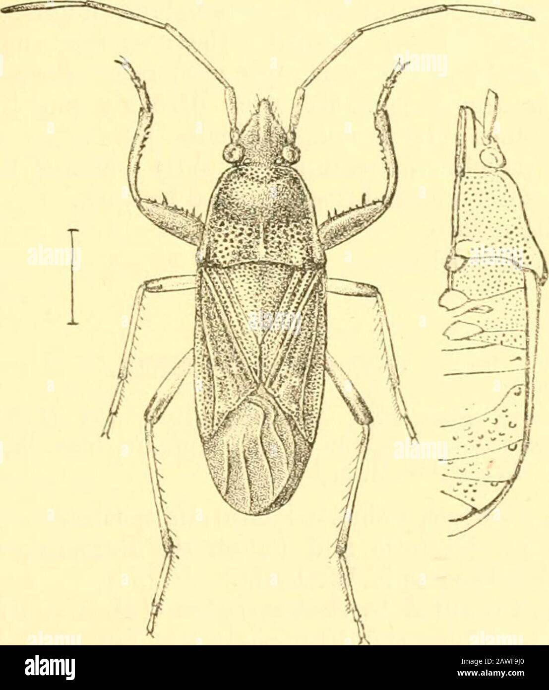 Rhynchota .. . clavus longitudinally punctate, corium withthe subcostal ...