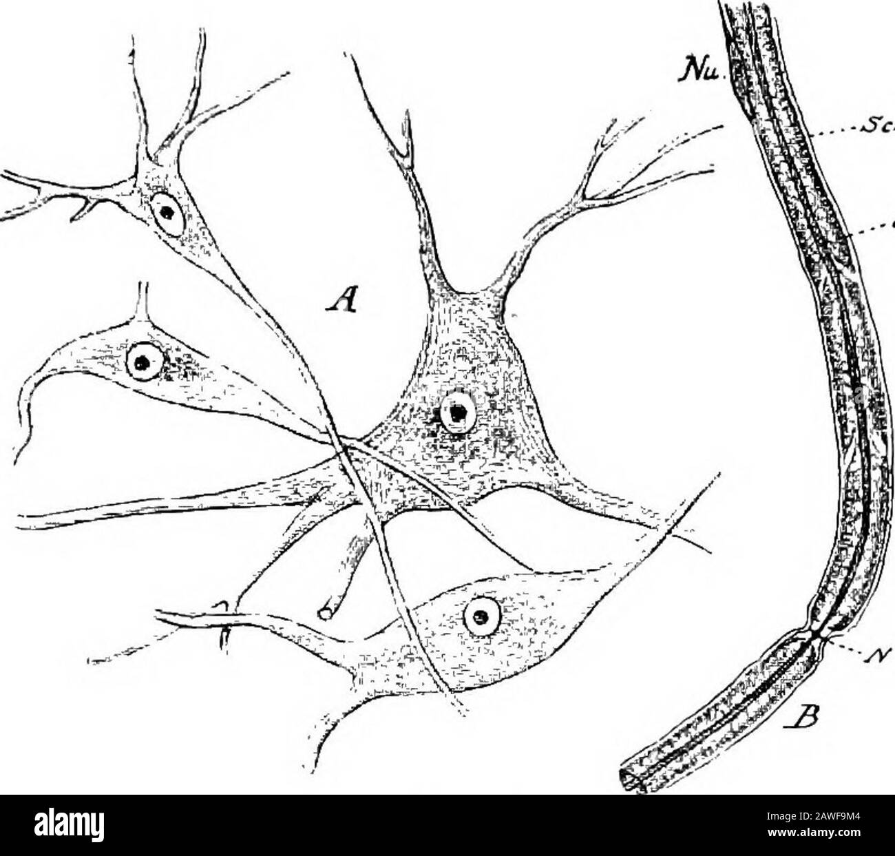 Mammal nerve cells hi-res stock photography and images - Alamy