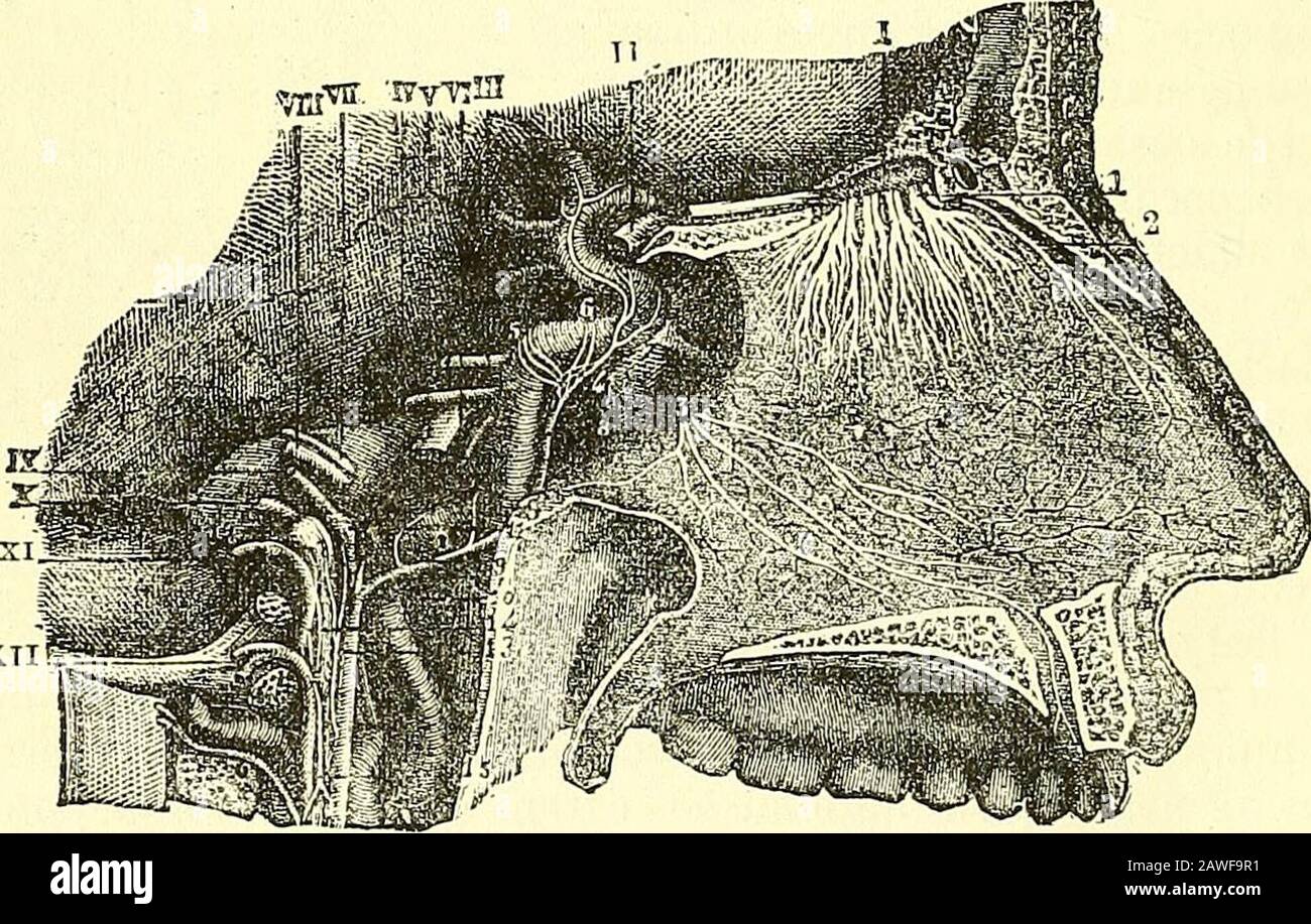 Quain's elements of anatomy . d by a short projection (fig. 414-, 2, c ...