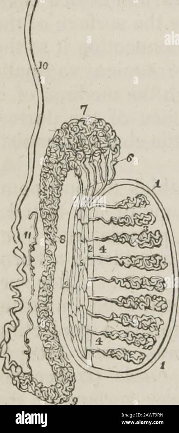 Rete Testis Diagram