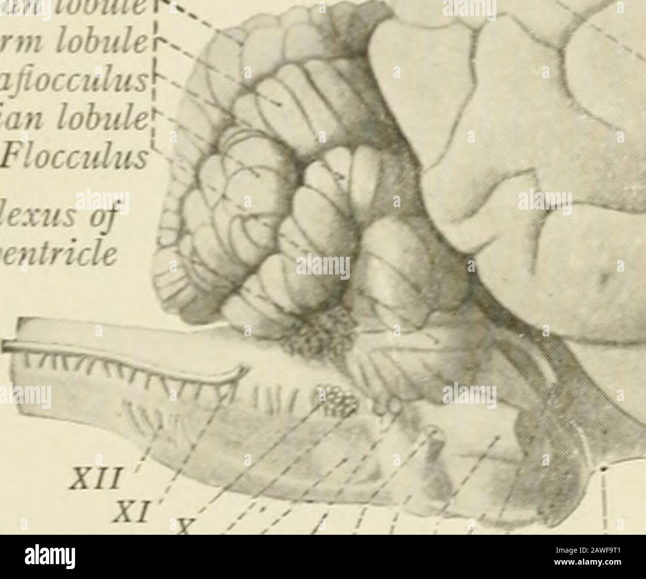 Gyrus sulcus hi-res stock photography and images - Alamy