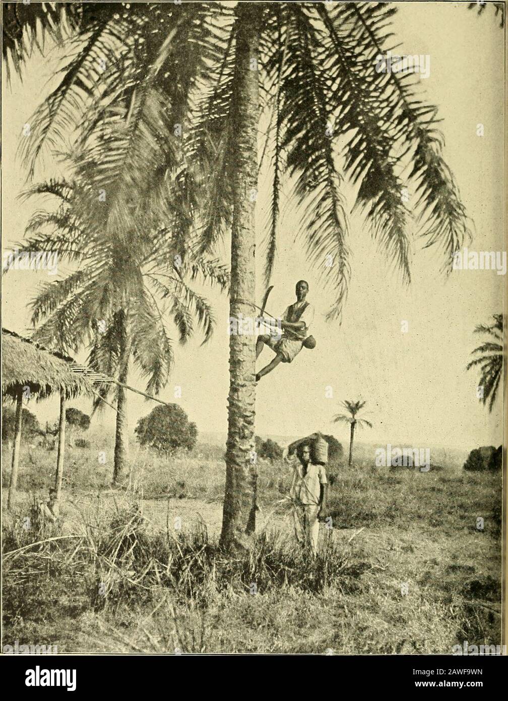 Nzambi a mpungu hi-res stock photography and images - Alamy