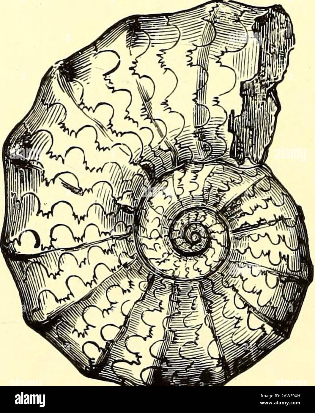 A guide to the fossil invertebrate animals in the Department of geology ...