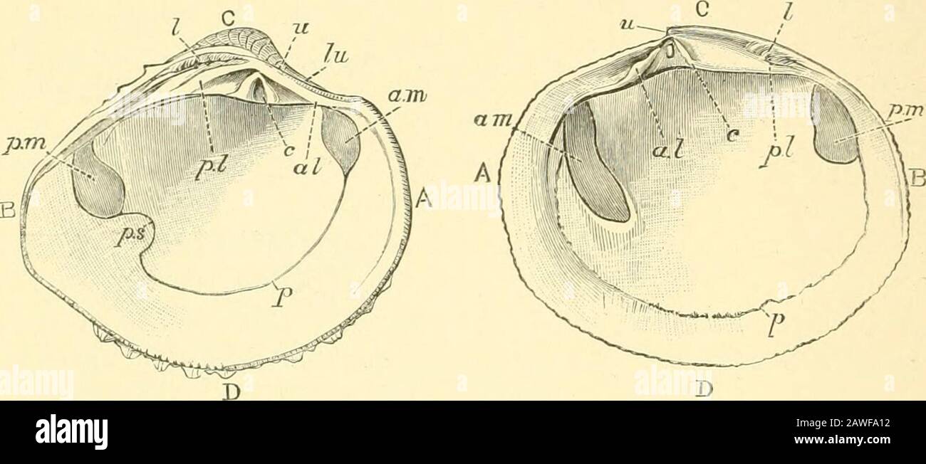 The Cambridge natural history . t a comparatively small proportionare ...