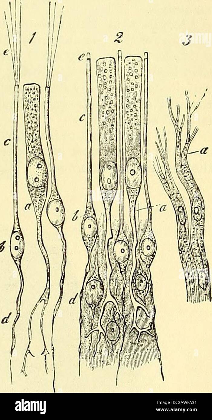 Spindle shaped cells hi-res stock photography and images - Alamy