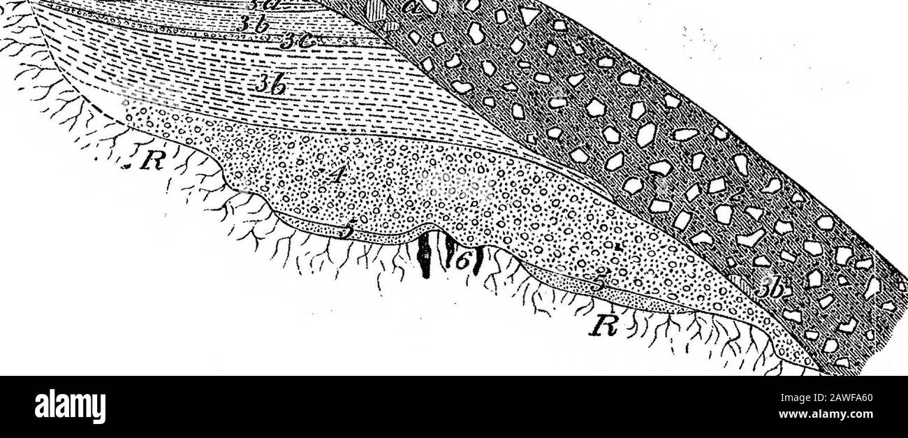 On the Evidences of a Submergence of Western Europe, and of the ...