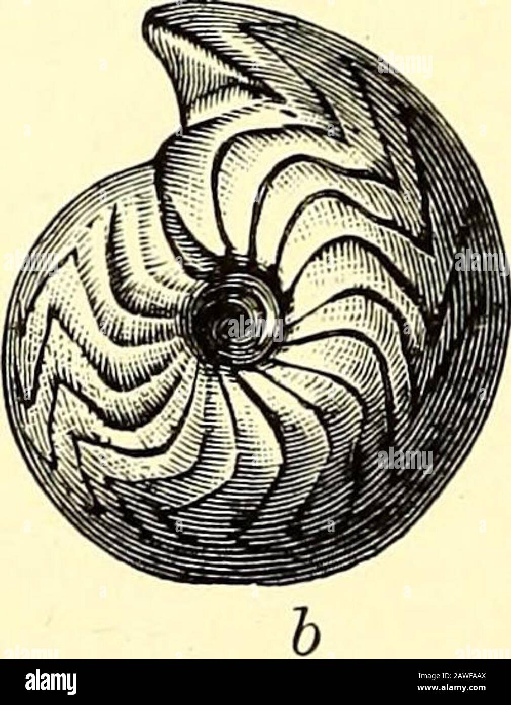 A guide to the fossil invertebrate animals in the Department of geology ...