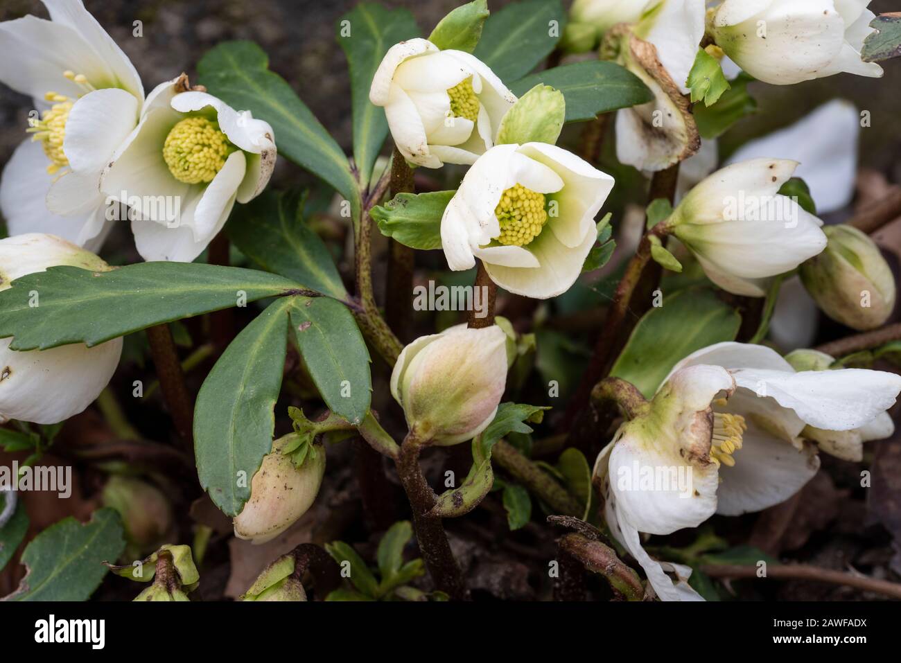 White evergreen perennials hi-res stock photography and images - Alamy