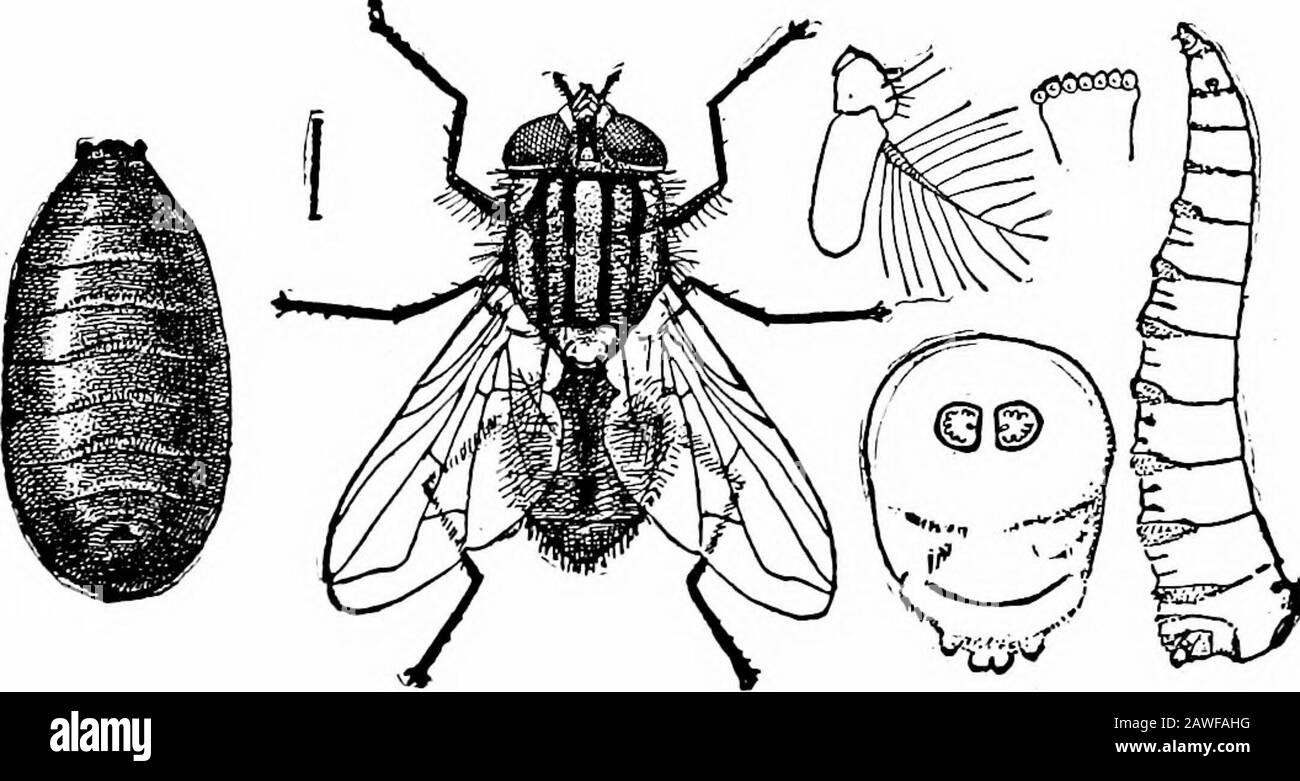 May fly larva Black and White Stock Photos & Images - Alamy