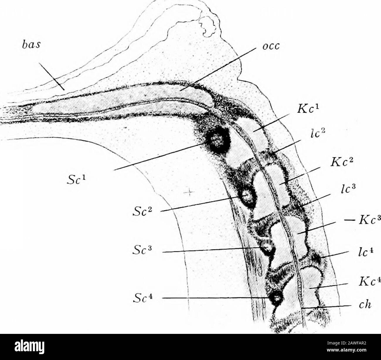 Intervertebral canal Black and White Stock Photos & Images - Alamy