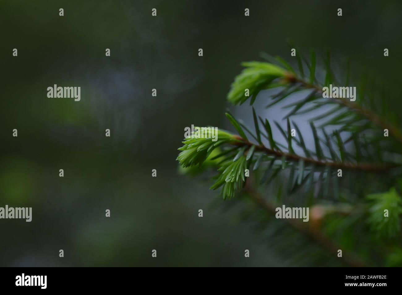Close up tree branch hi-res stock photography and images - Alamy