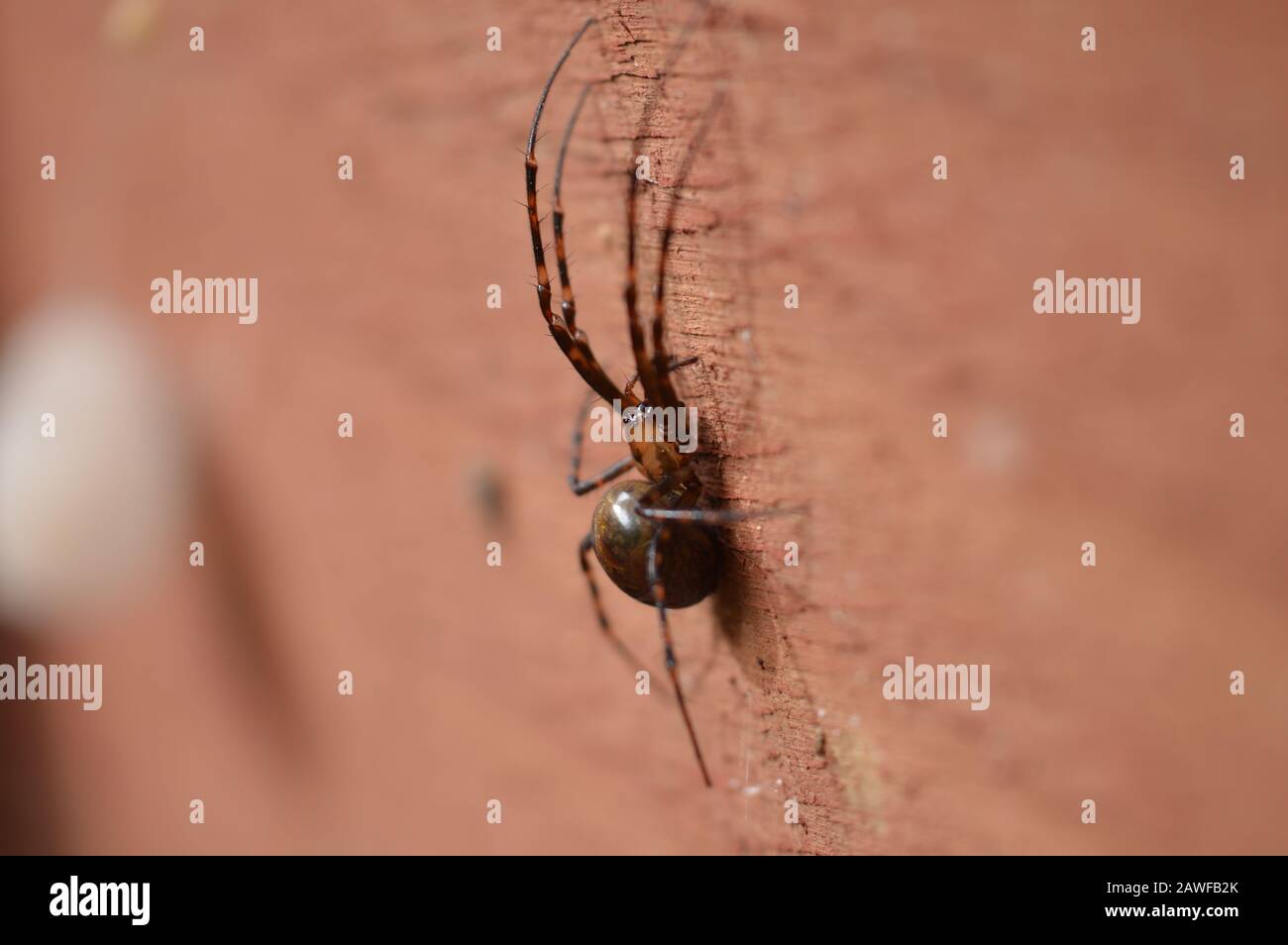 Spider leg hi-res stock photography and images - Alamy