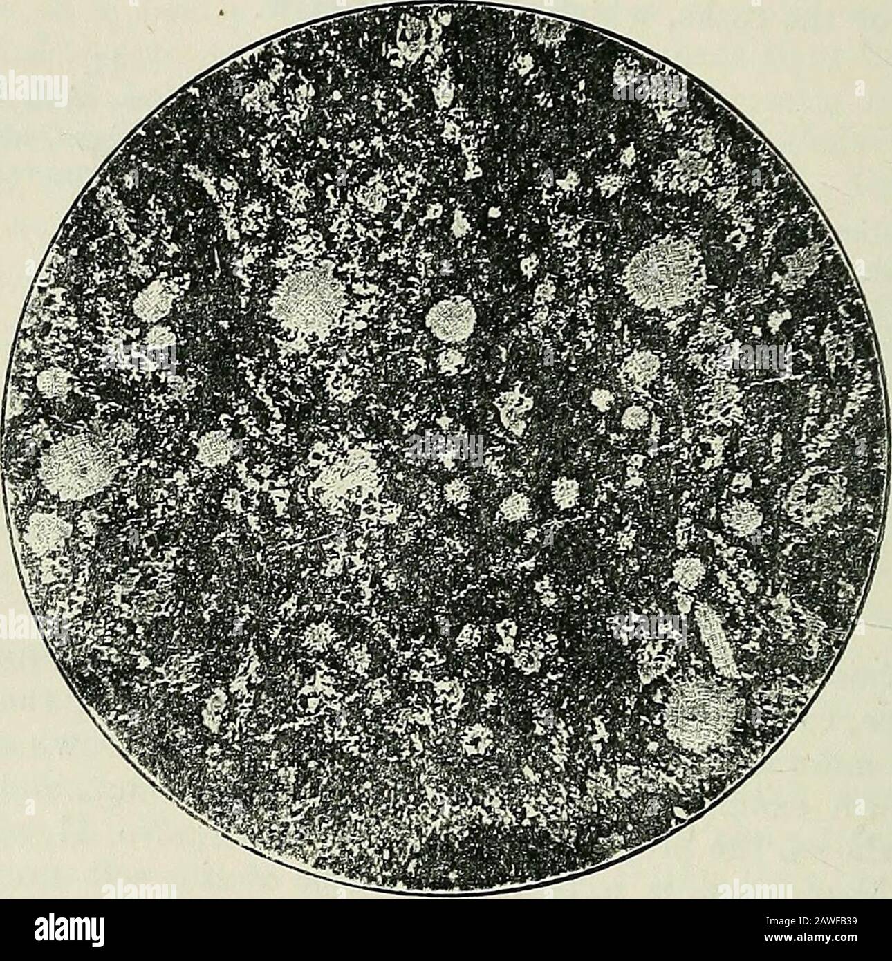 Study microscopic organisms hi-res stock photography and images - Alamy