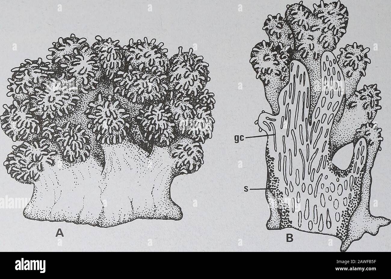 Swollen lobes hi-res stock photography and images - Alamy