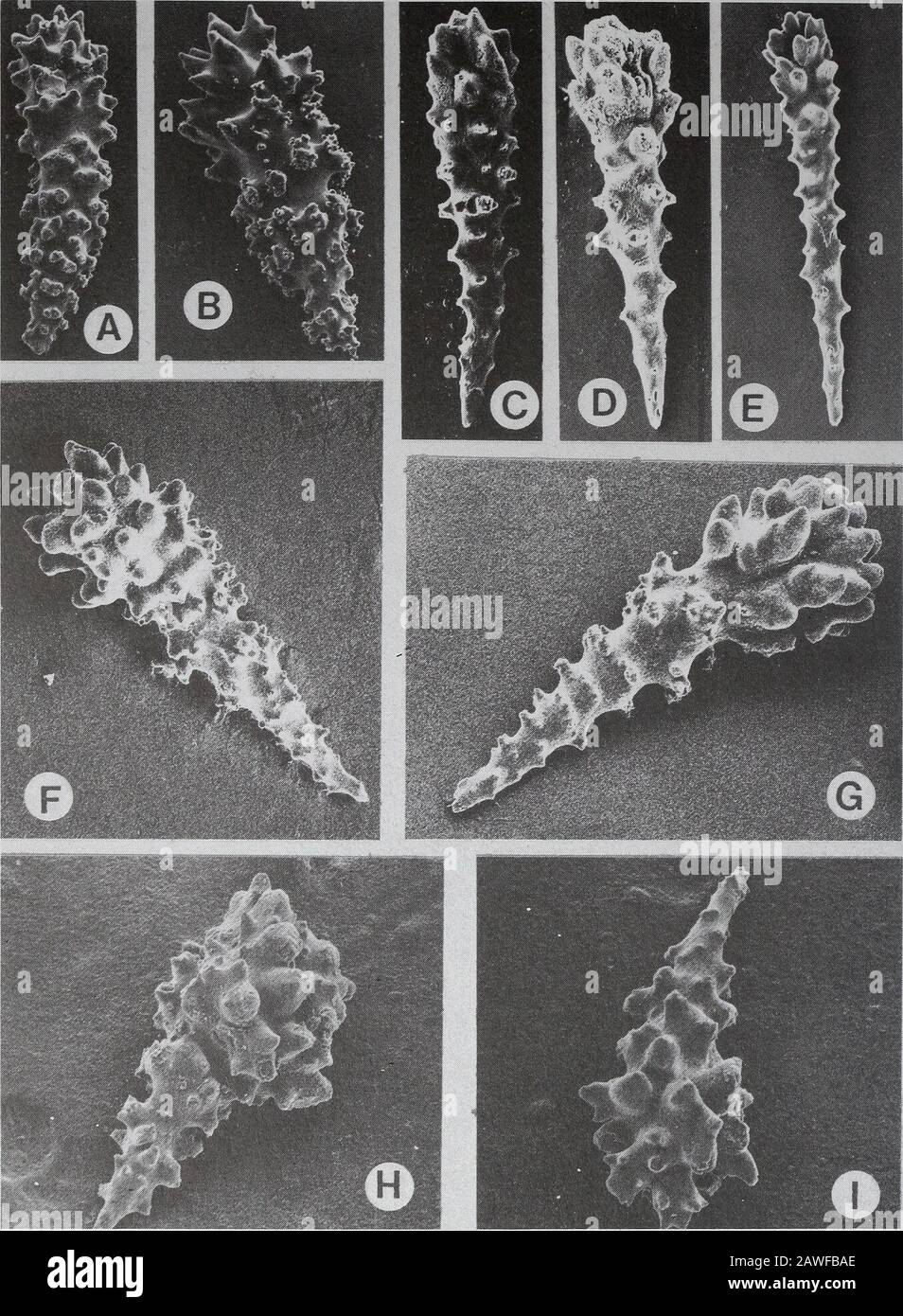 Annals of the South African MuseumAnnale van die Suid-Afrikaanse Museum ...