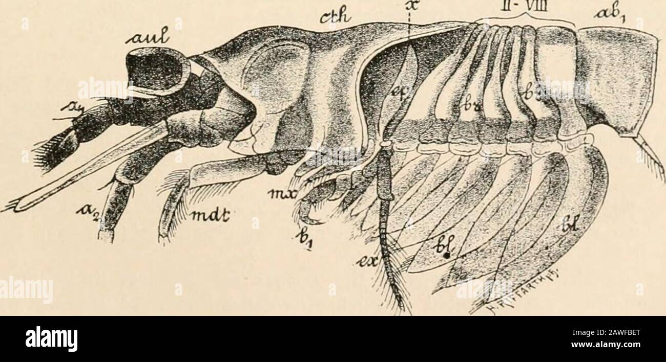 Text-book of comparative anatomy . FIG. 222.— -•* Boreomysisscyphops 9 ...