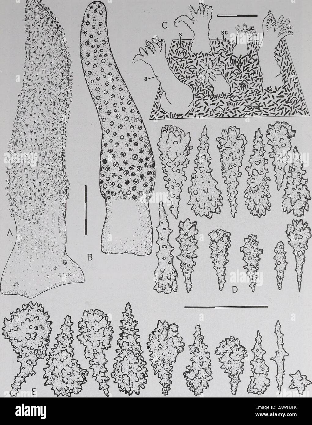 Pronounced tubercles hi-res stock photography and images - Alamy