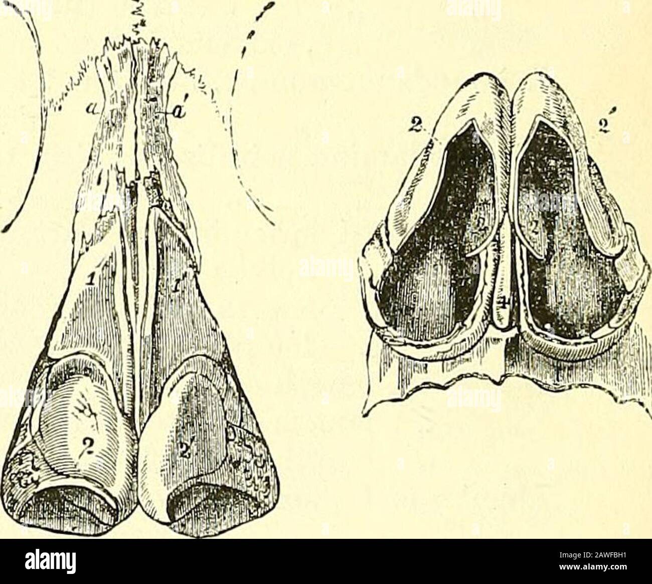 Quain's elements of anatomy . Fig. 408.—Lateral view of the cartilages ...