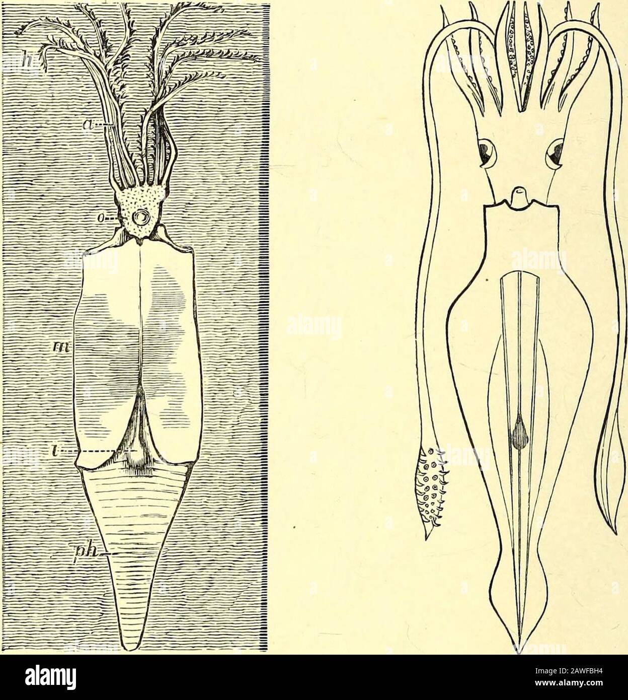 A guide to the fossil invertebrate animals in the Department of geology ...