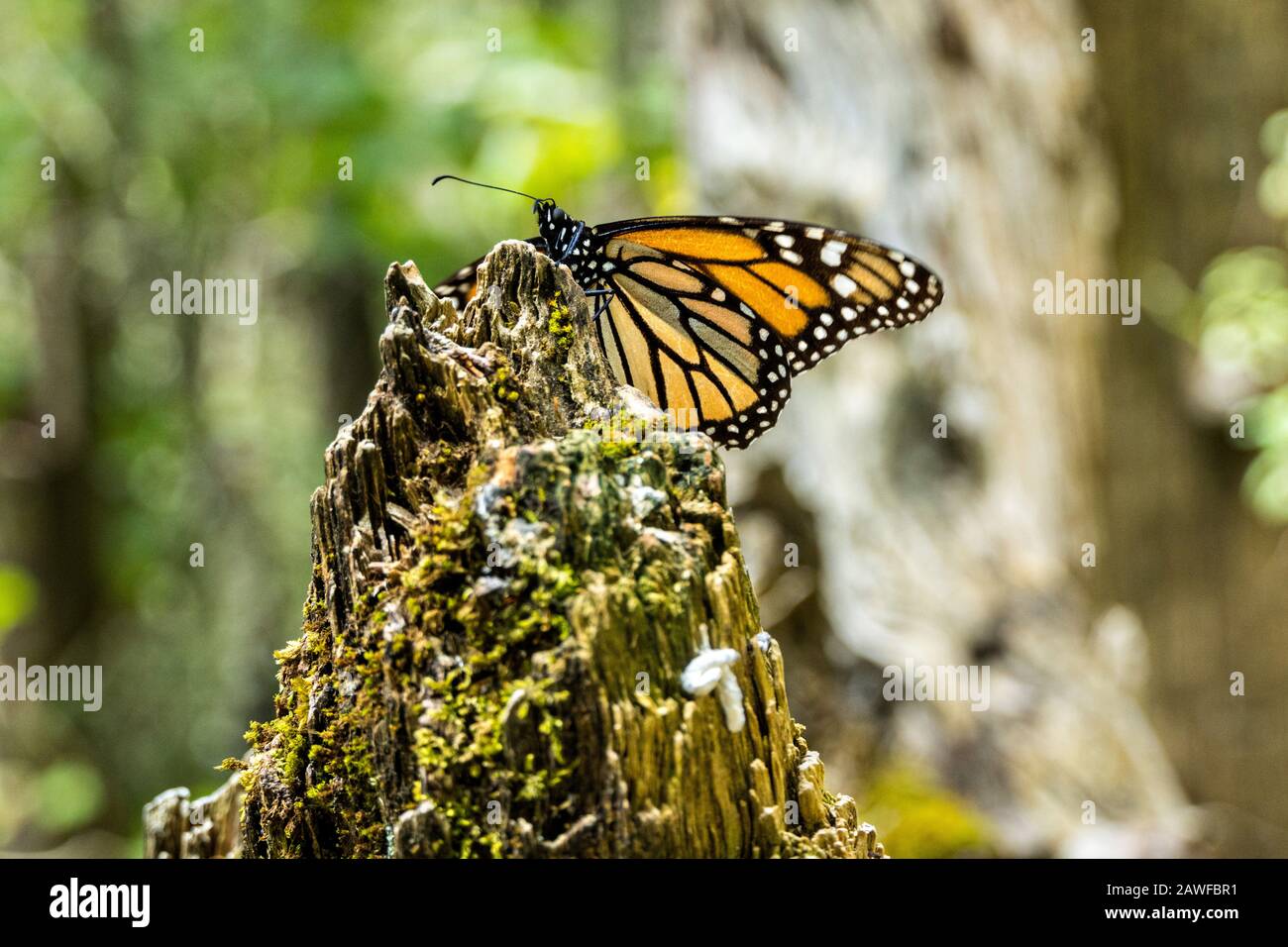 Over wintering insects hi-res stock photography and images - Alamy