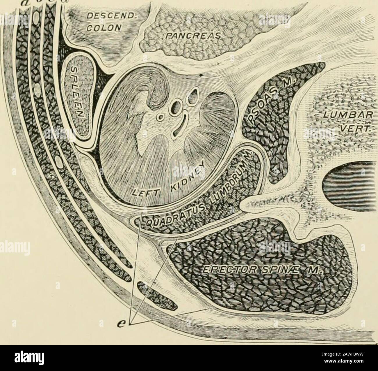 Twelfth rib hi-res stock photography and images - Alamy