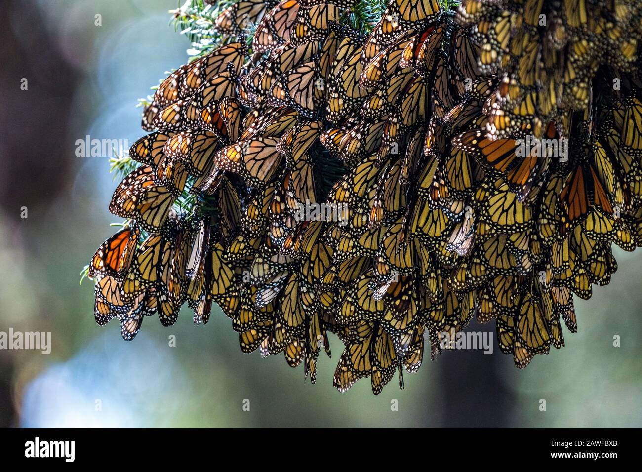 Oyamel fir tree hi-res stock photography and images - Alamy