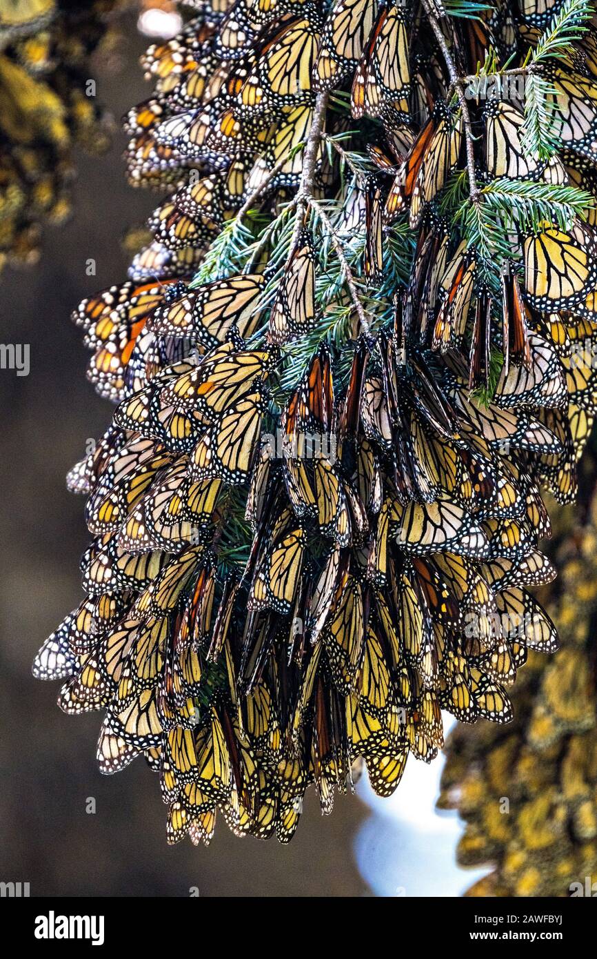 Monarch butterflies mass together as they over-winter in the Sierra Chincua Biosphere Reserve ...