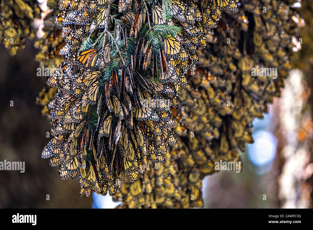 Oyamel fir tree hi-res stock photography and images - Alamy