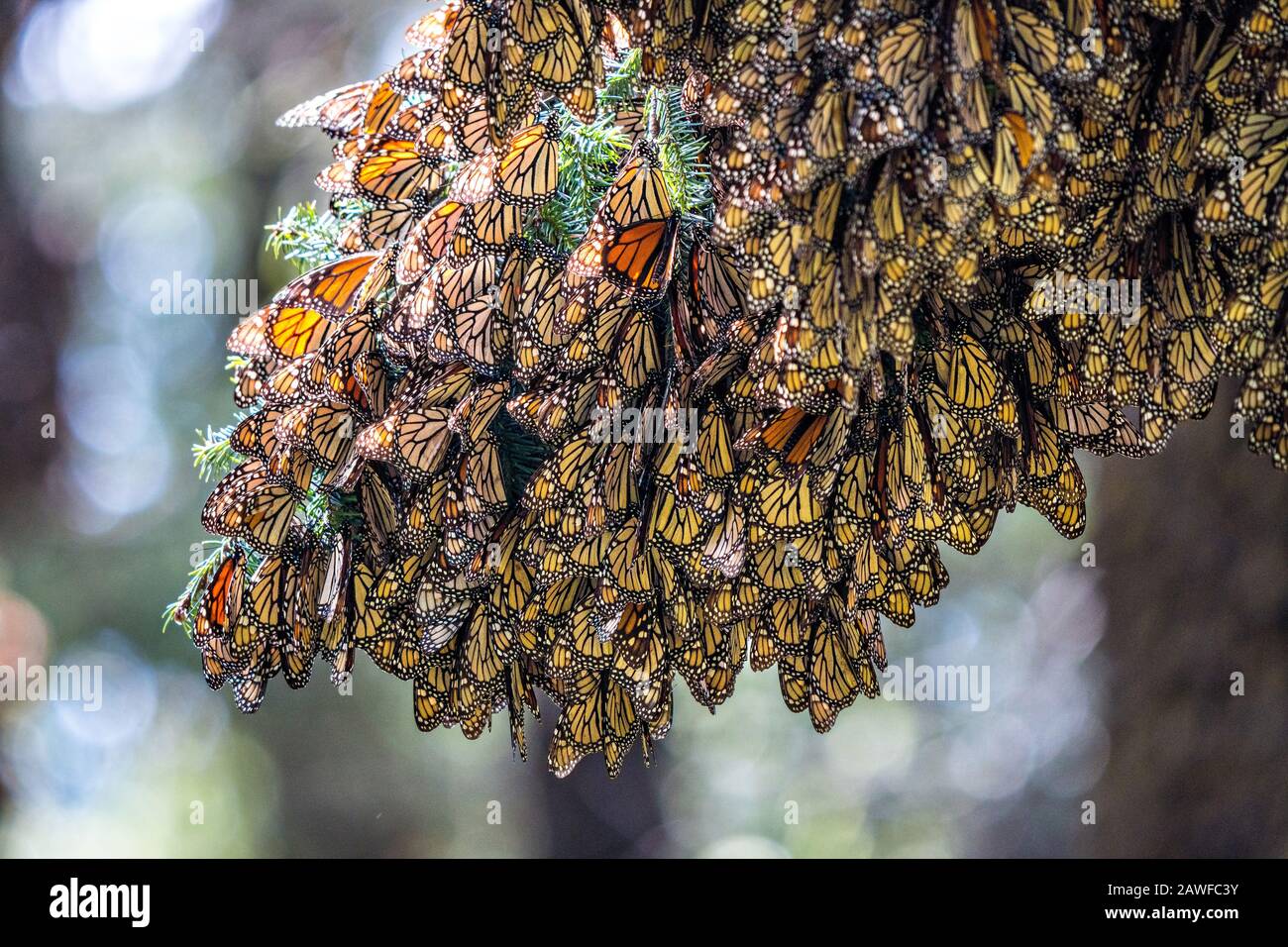 Monarch butterflies mass together on an oyamel fir tree branch at the ...