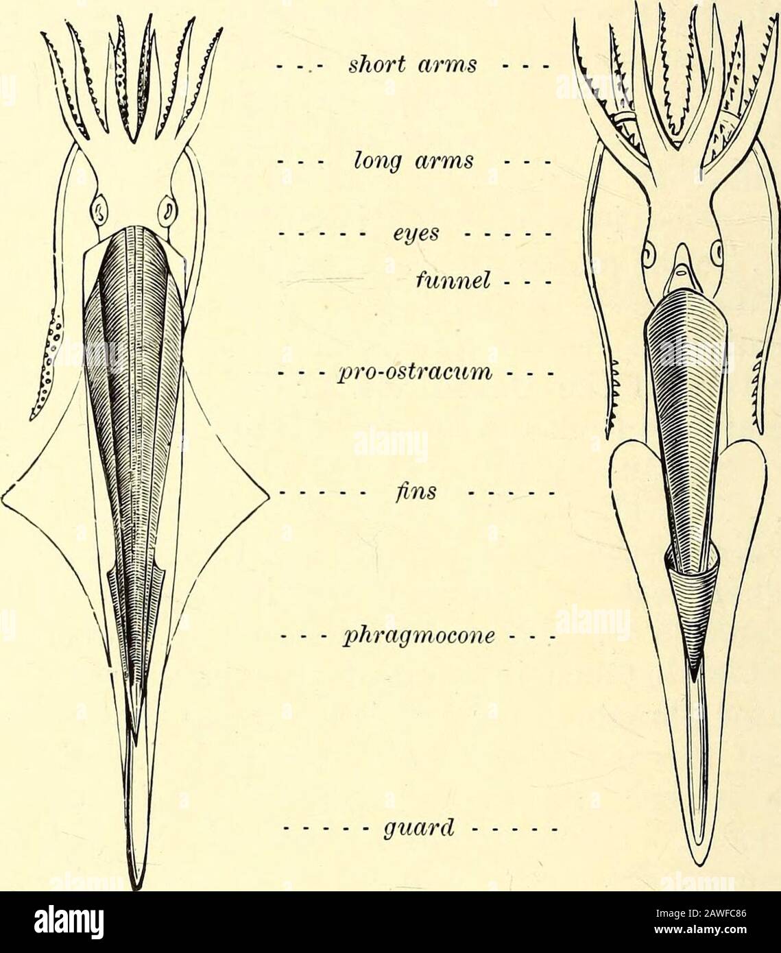 Pro ostracum hi-res stock photography and images - Alamy