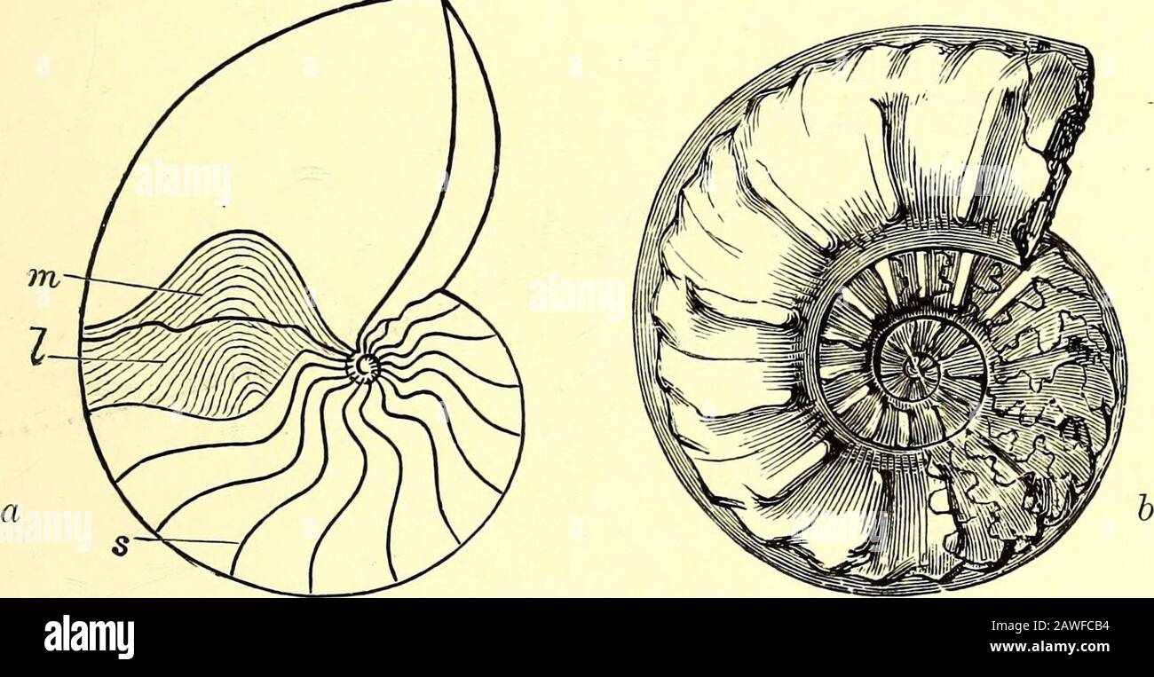 Mollusca cephalopoda hi-res stock photography and images - Alamy