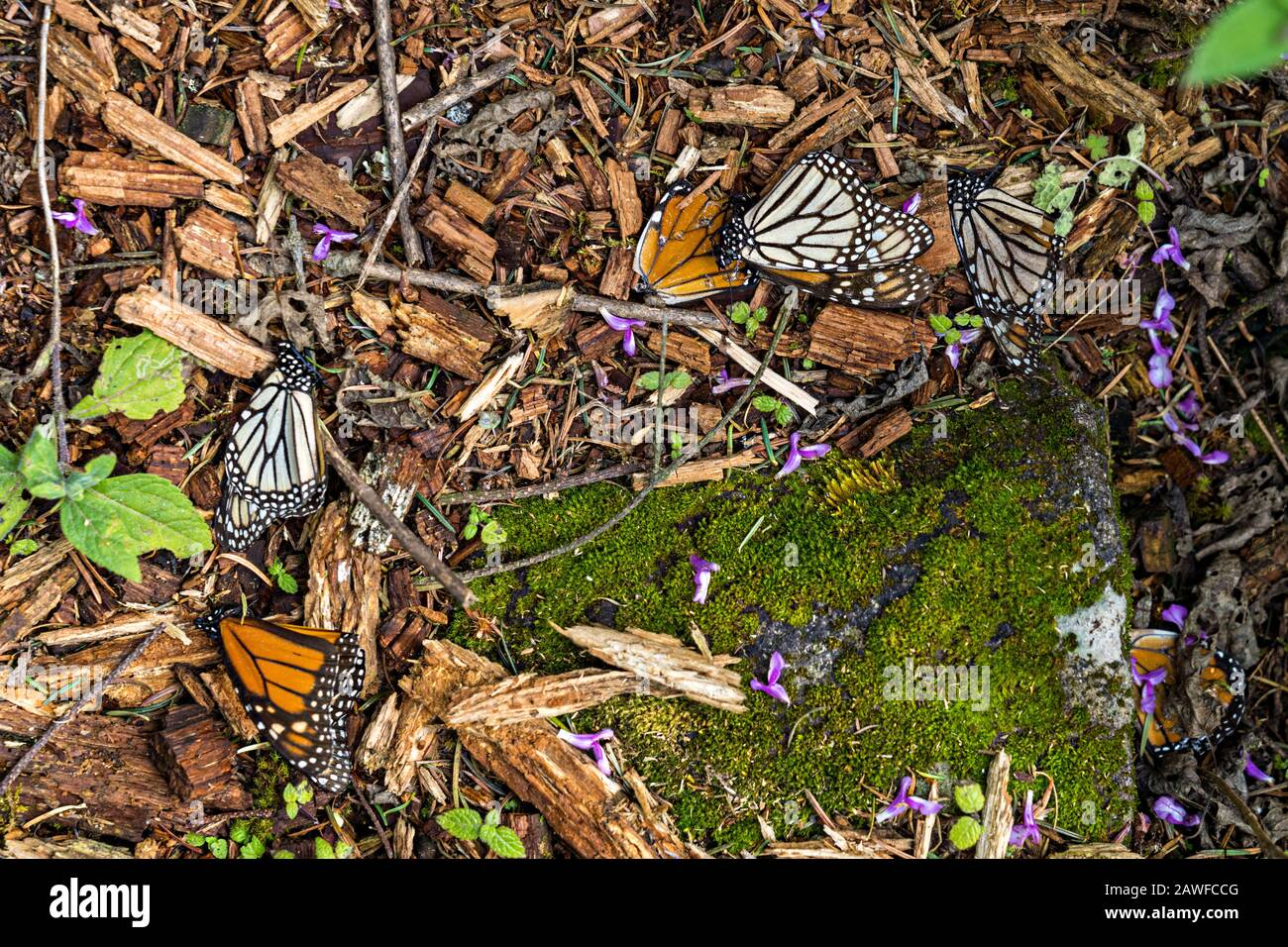 Dead monarch butterfly hi-res stock photography and images - Alamy