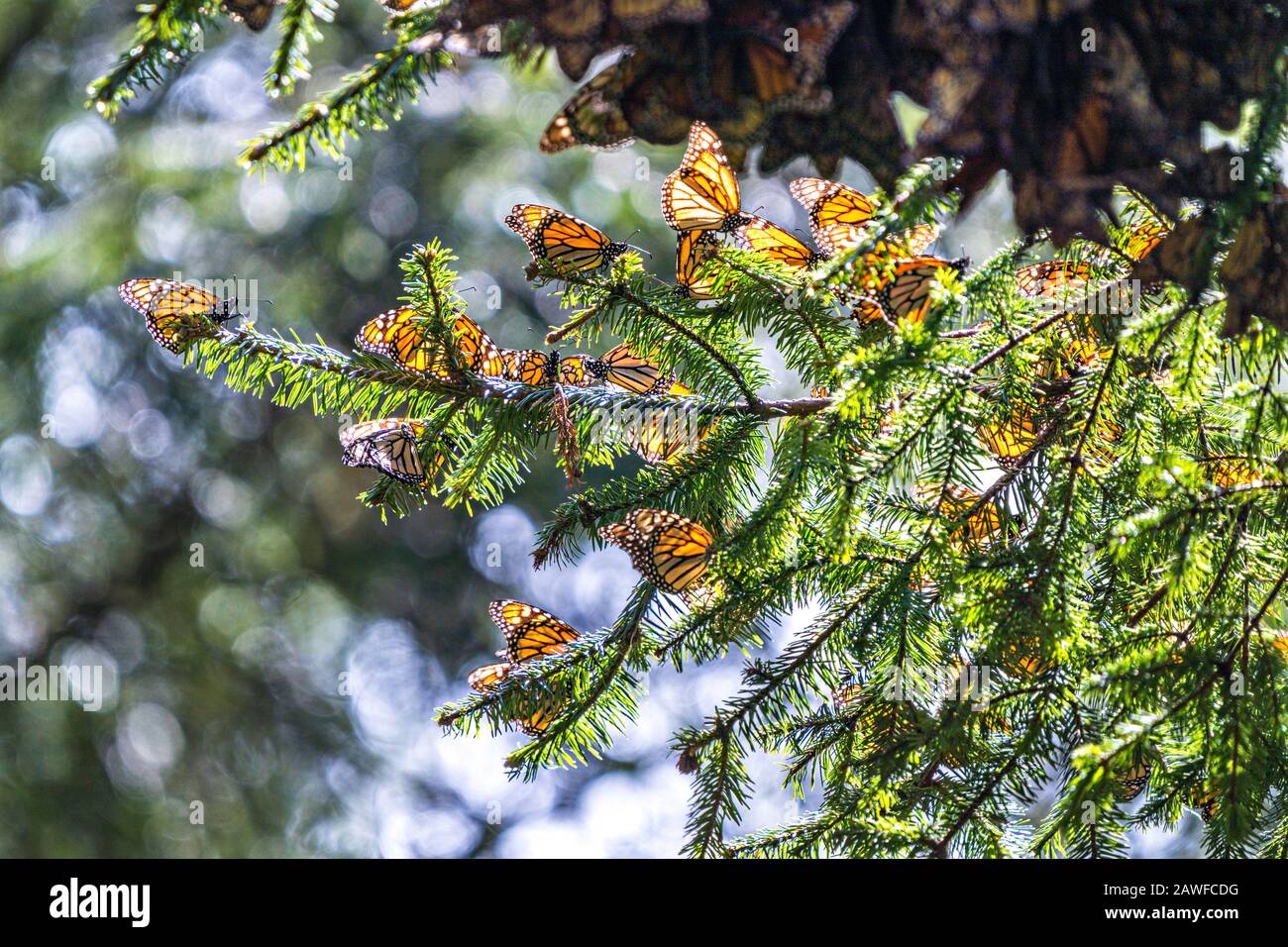 Oyamel Fir Tree High Resolution Stock Photography and Images - Alamy