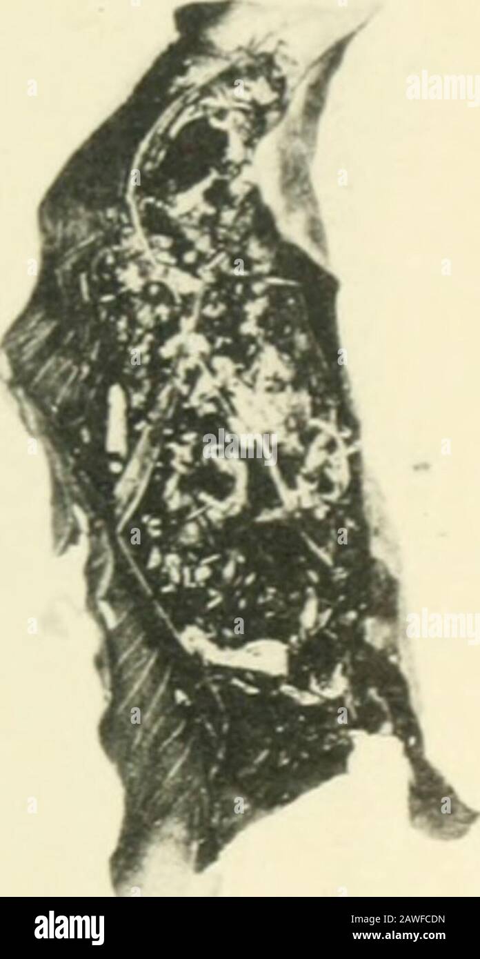 Myrmatopa hi-res stock photography and images - Alamy